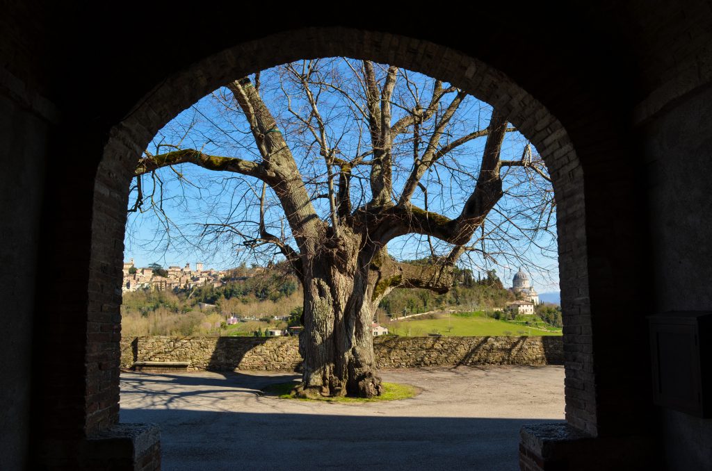 La storia del Tiglio di San Bernardino al convento di Montesanto ...