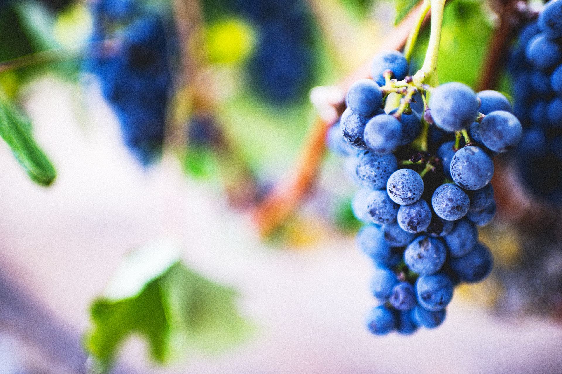 The wines of Todi: the best to "drink" in the city - Hotel Fonte Cesia